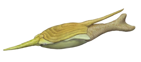 Rhinopteraspis | Dinopedia | Fandom