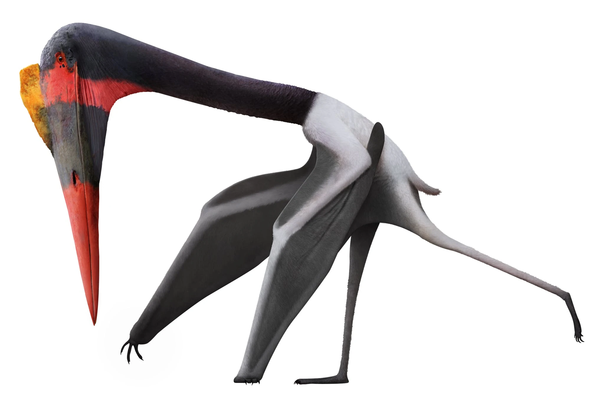 Arambourgiania | Dinopedia | Fandom