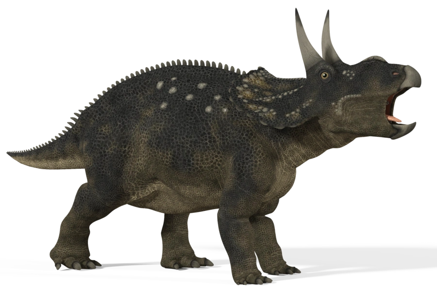 Nedoceratops | Dinopedia | FANDOM powered by Wikia