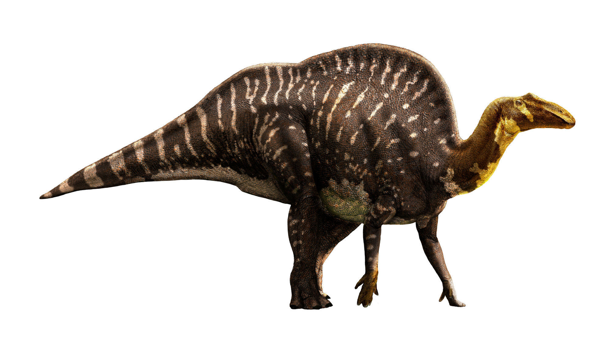 Ouranosaurus Dinopedia Fandom Powered By Wikia