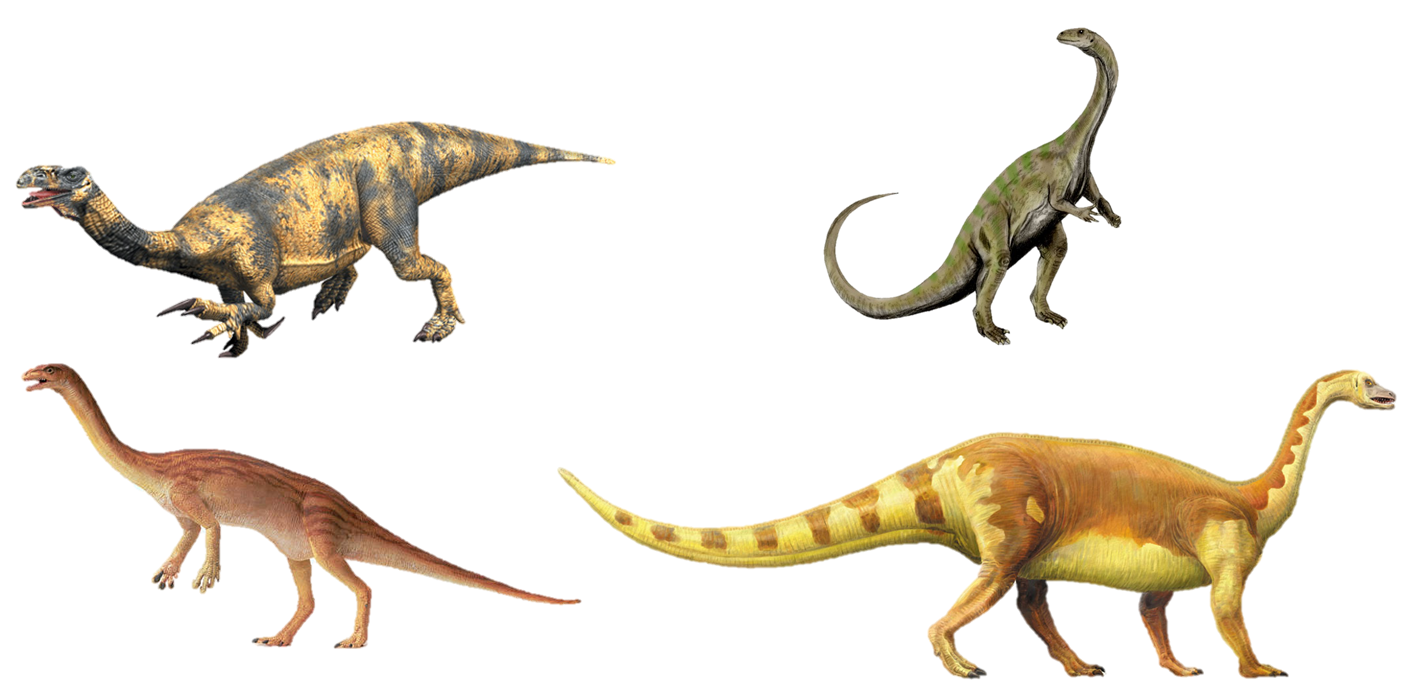 Prosauropoda Dinopedia Fandom Powered By Wikia