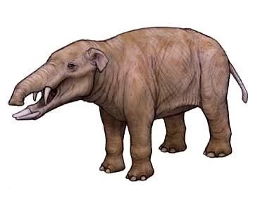 Phiomia | Dinopedia | FANDOM powered by Wikia