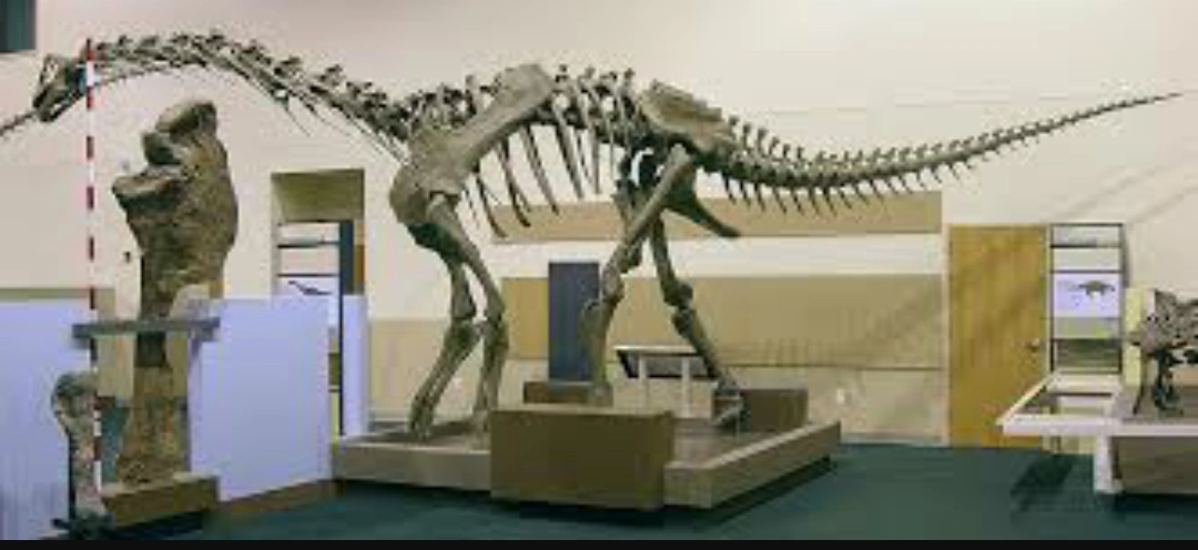 Moabosaurus | Dinopedia | Fandom