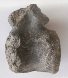 Proplanicoxa | Dinopedia | Fandom