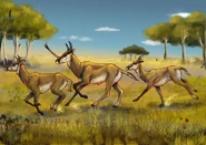 Synthetoceras | Dinopedia | Fandom