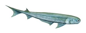 Acanthodes | Dinopedia | Fandom