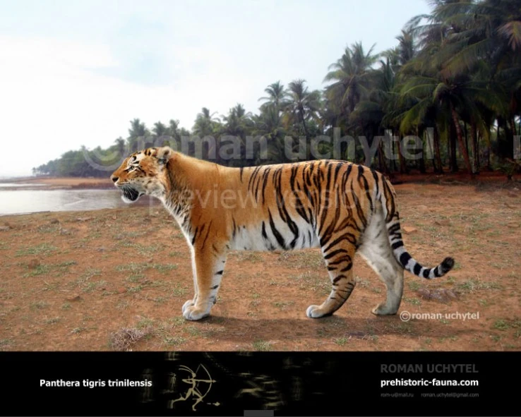 Panthera Tigris Soloensis
