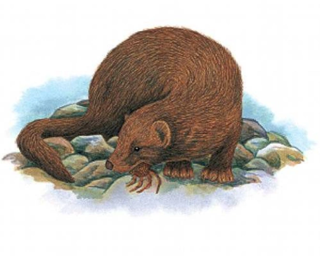 Sea mink | Dinopedia | Fandom