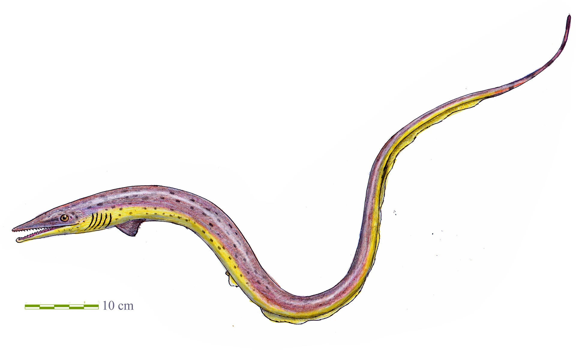 Thrinacoselache | Dinopedia | Fandom