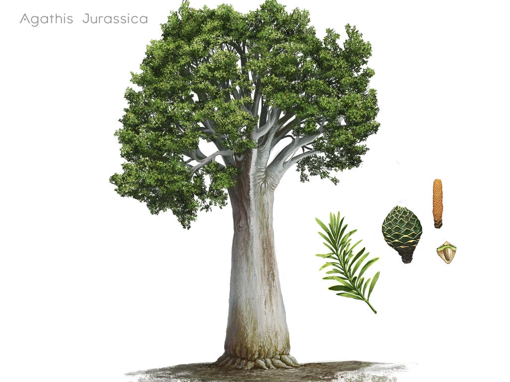 Agathis | Dinopedia | Fandom