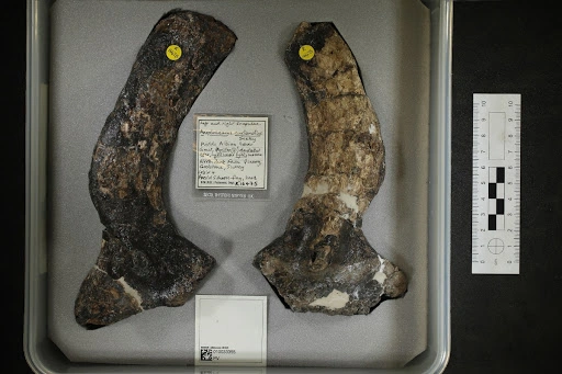 Anoplosaurus | Dinopedia | Fandom