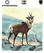 Synthetoceras | Dinopedia | Fandom