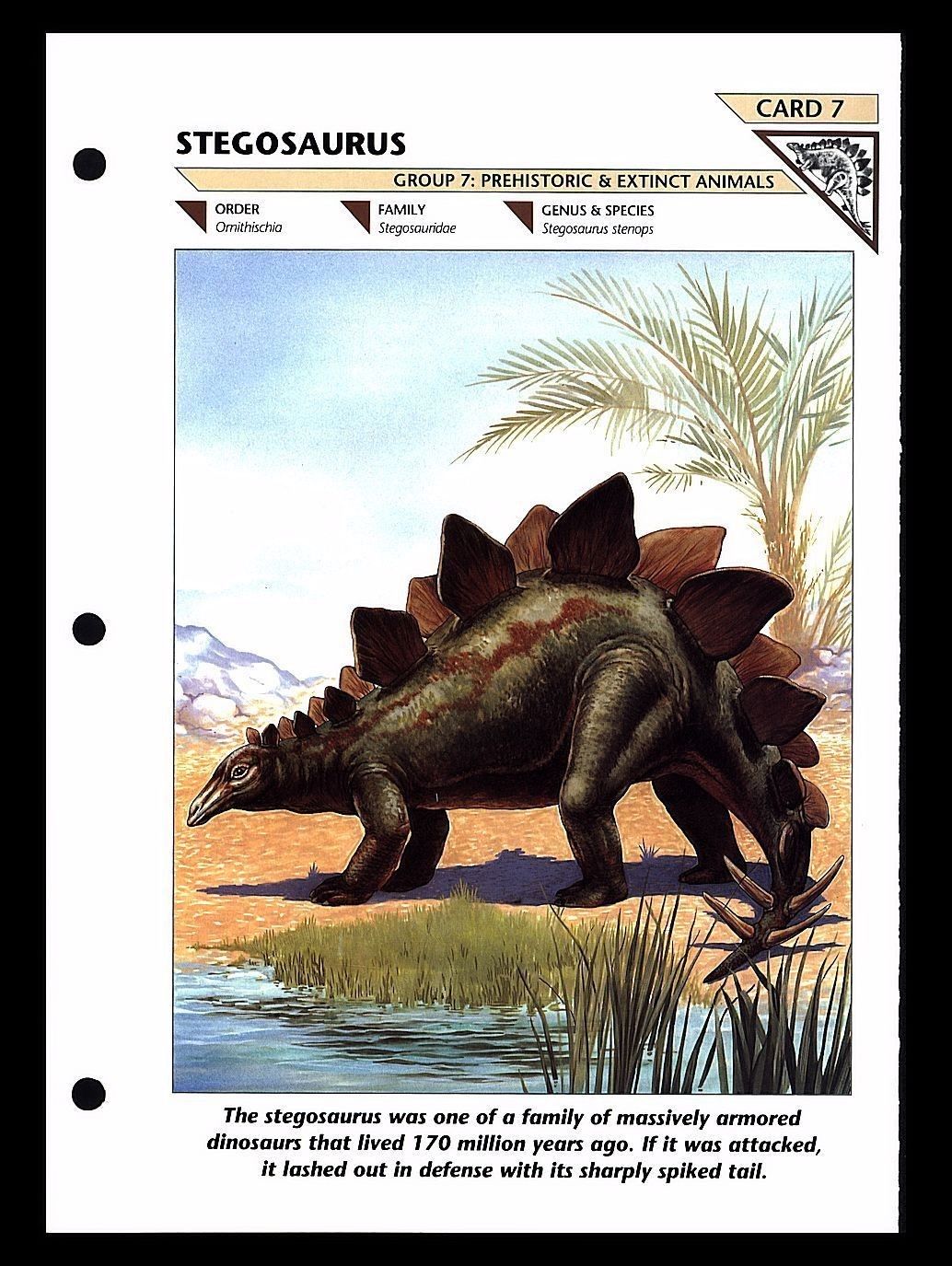 Image Wildlife Fact File Stegosaurus Front Dinopedia Fandom
