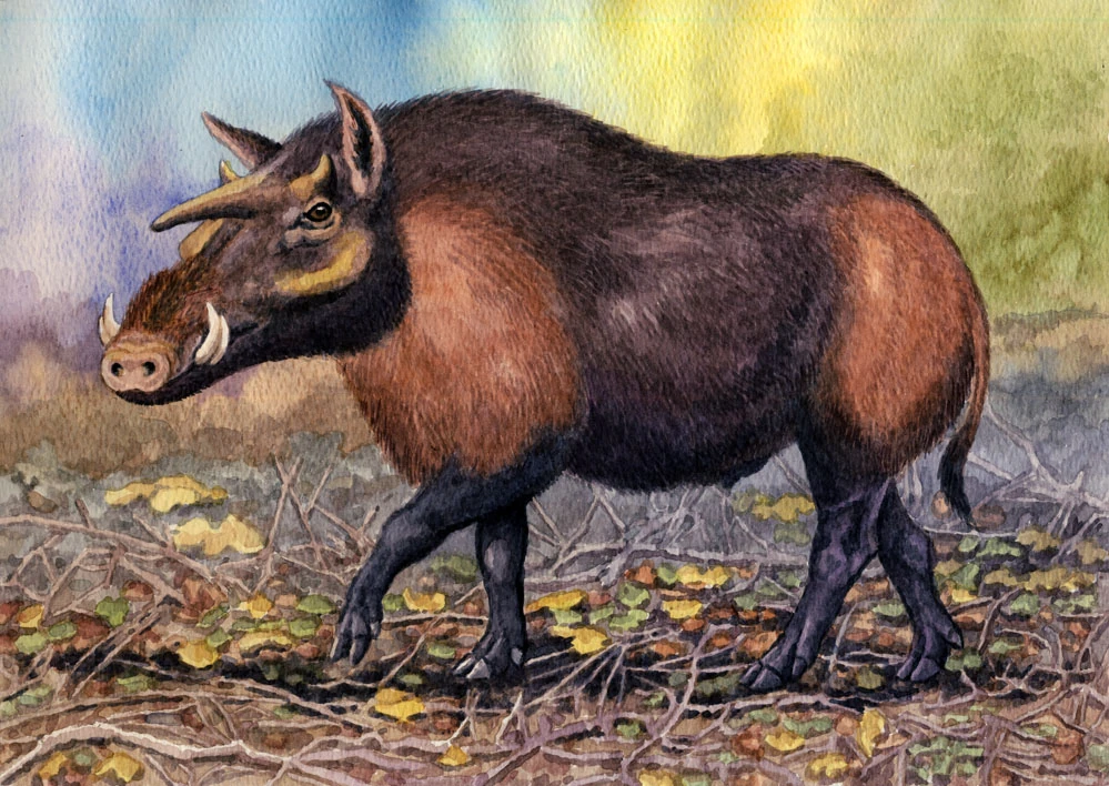 Kubanochoerus | Dinopedia | Fandom