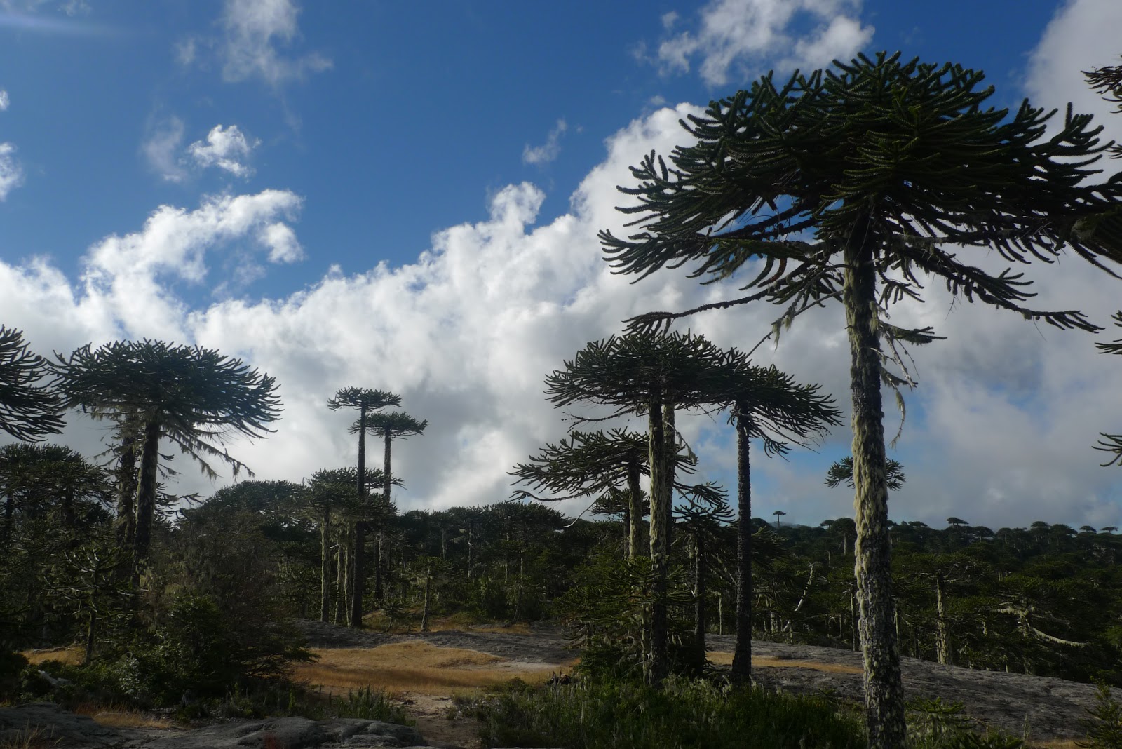 Monkey Puzzle Tree Dinopedia FANDOM Powered By Wikia monkey-puzzle-tree-dinopedia-fandom-powered-by-wikia