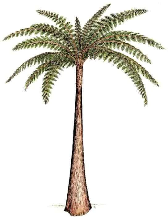 Psaronius | Dinopedia | Fandom