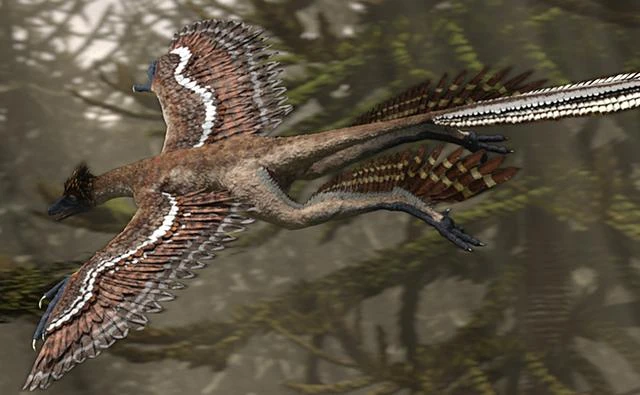 Microraptor/Gallery | Dinopedia | FANDOM powered by Wikia