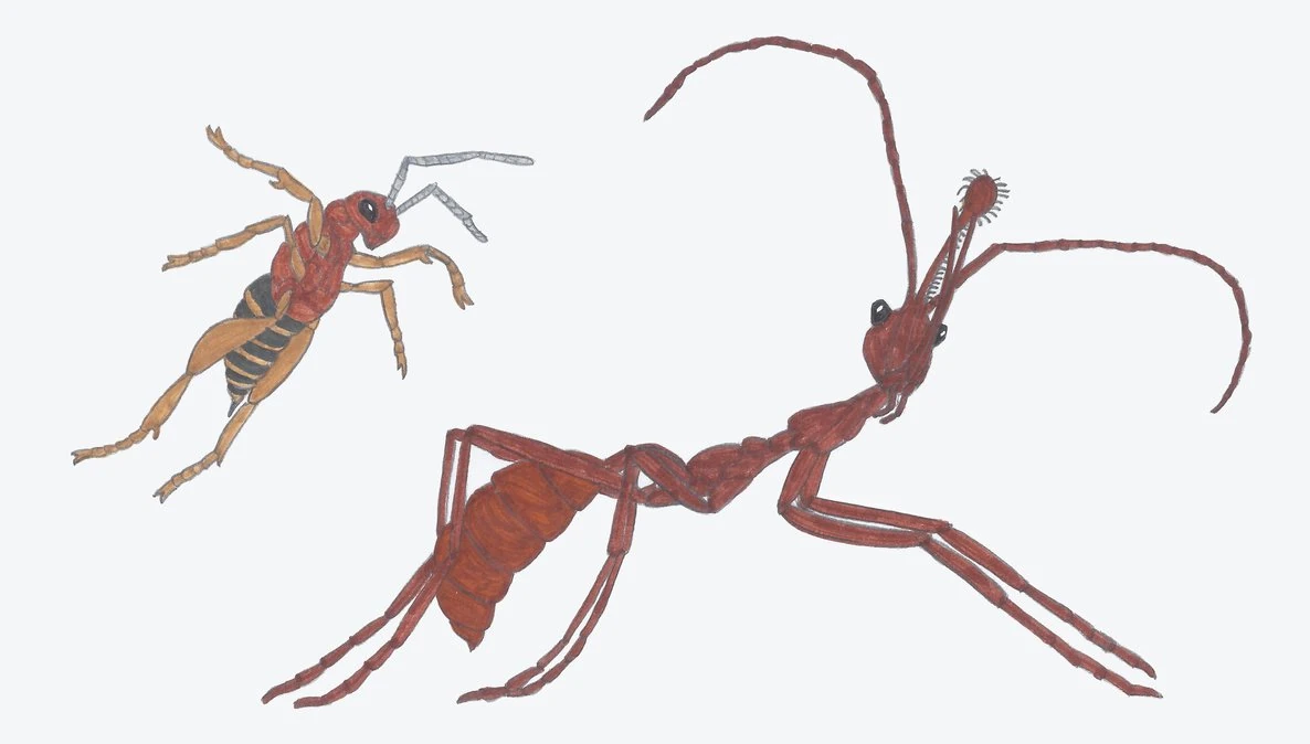 Aptenoperissus | Dinopedia | Fandom