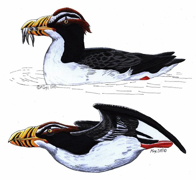 Dow's puffin | Dinopedia | Fandom