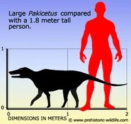 Pakicetus | Dinopedia | Fandom
