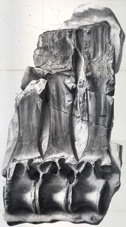 Altispinax | Dinopedia | Fandom