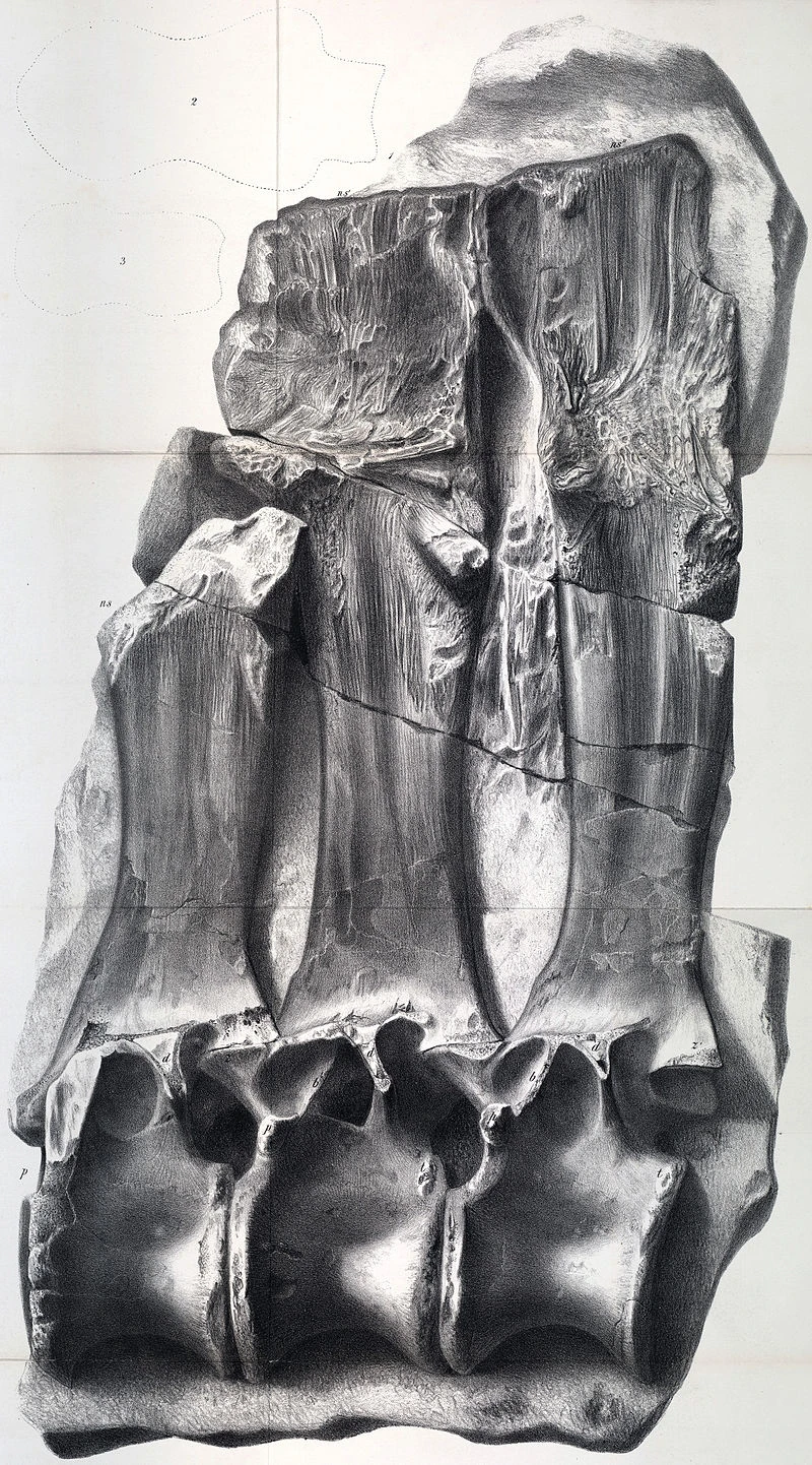 Altispinax | Dinopedia | Fandom