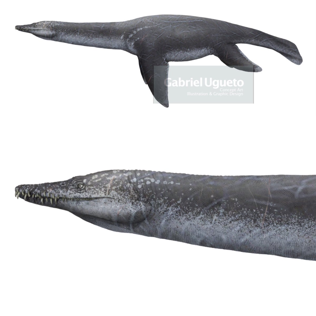 Hauffiosaurus | Dinopedia | Fandom