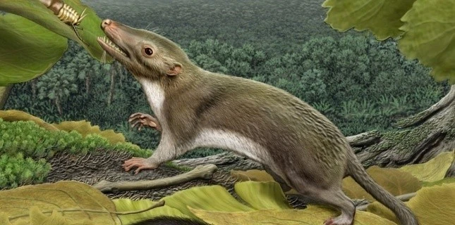 Ukhaatherium | Dinopedia | Fandom