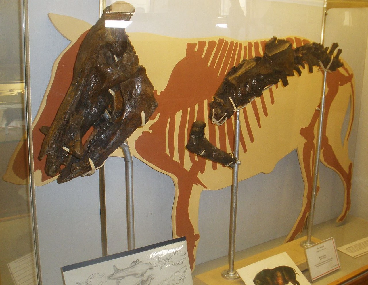 Sus strozzi | Dinopedia | FANDOM powered by Wikia