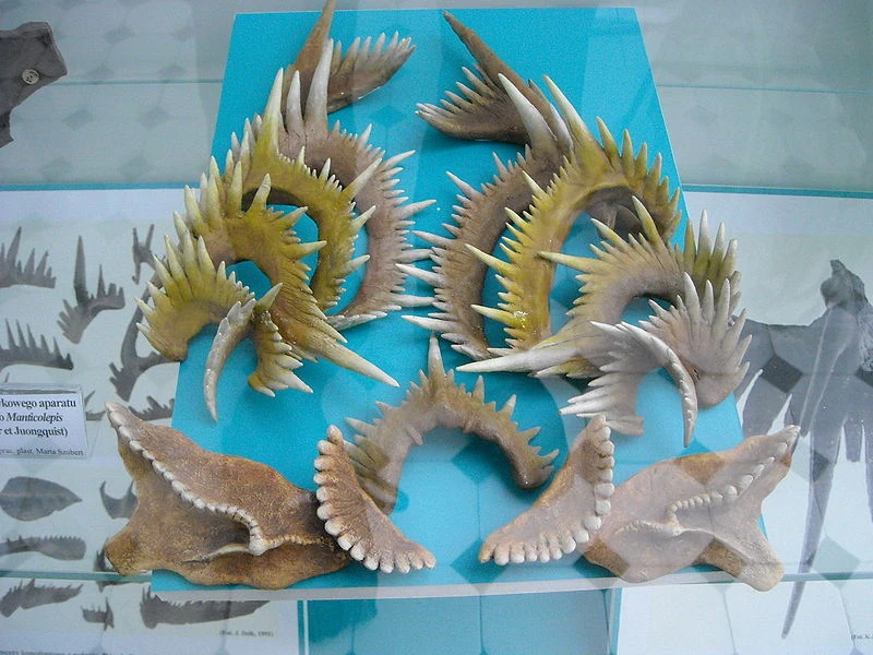 Conodont | Dinopedia | Fandom