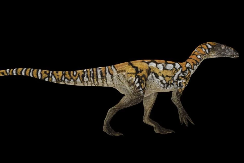 Australovenator | Dinopedia | Fandom