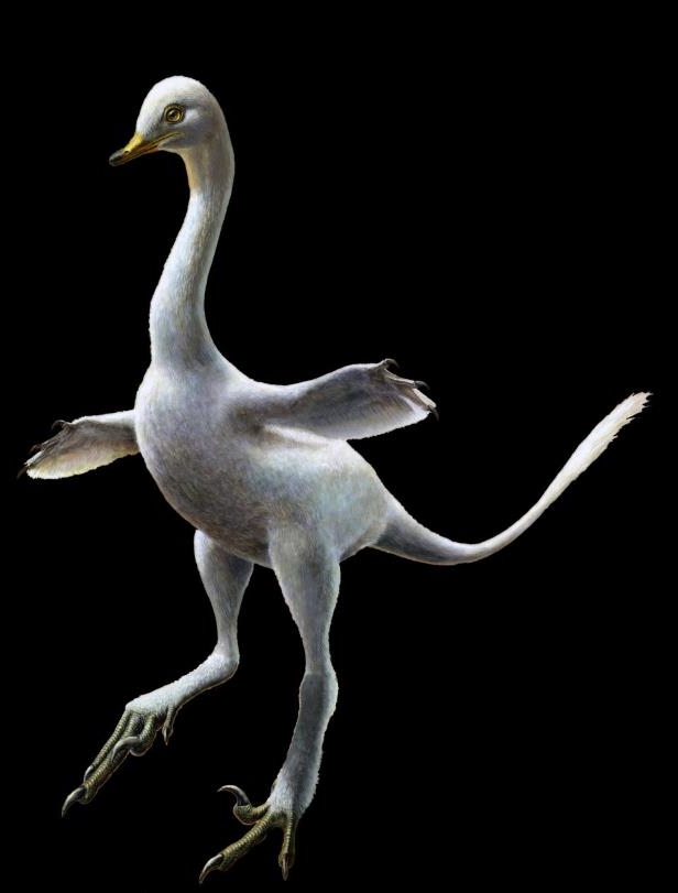Newshome Dinopedia Fandom Powered By Wikia