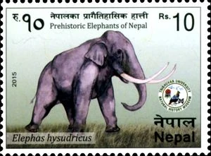 Elephas hysudricus | Dinopedia | Fandom