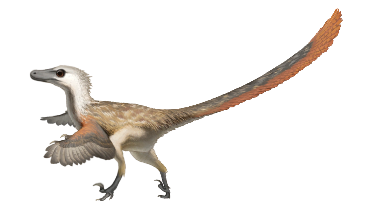 Velociraptorinae | Dinopedia | Fandom
