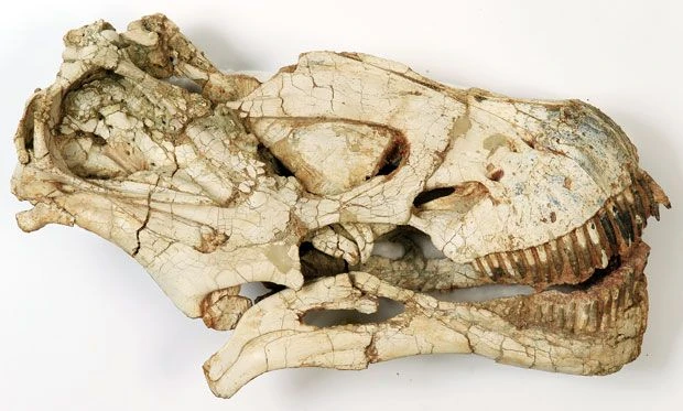 Titanosauria | Dinopedia | Fandom