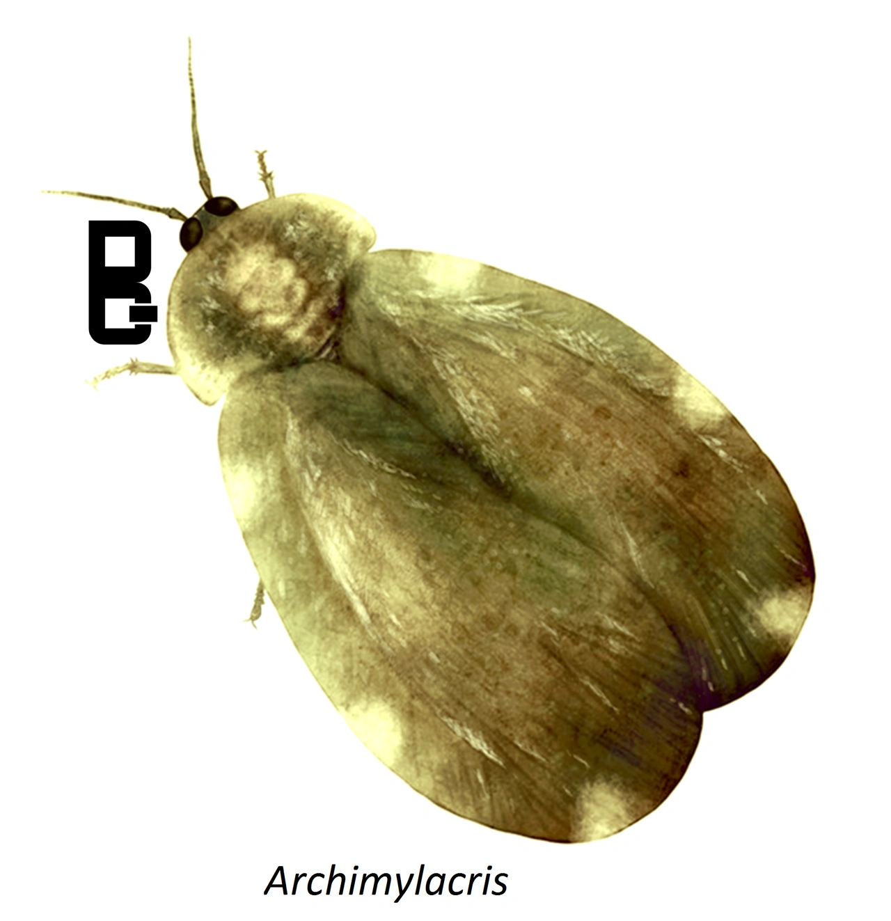 Archimylacris | Dinopedia | Fandom