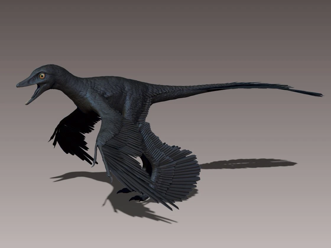 Image - Microraptor black.jpeg | Dinopedia | FANDOM powered by Wikia