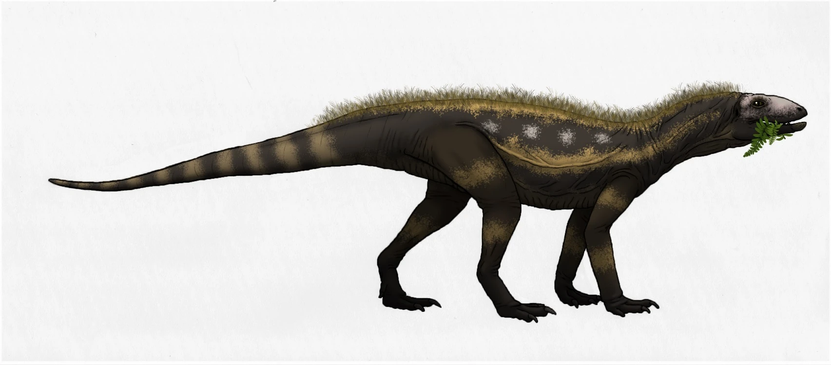 Kwanasaurus | Dinopedia | Fandom