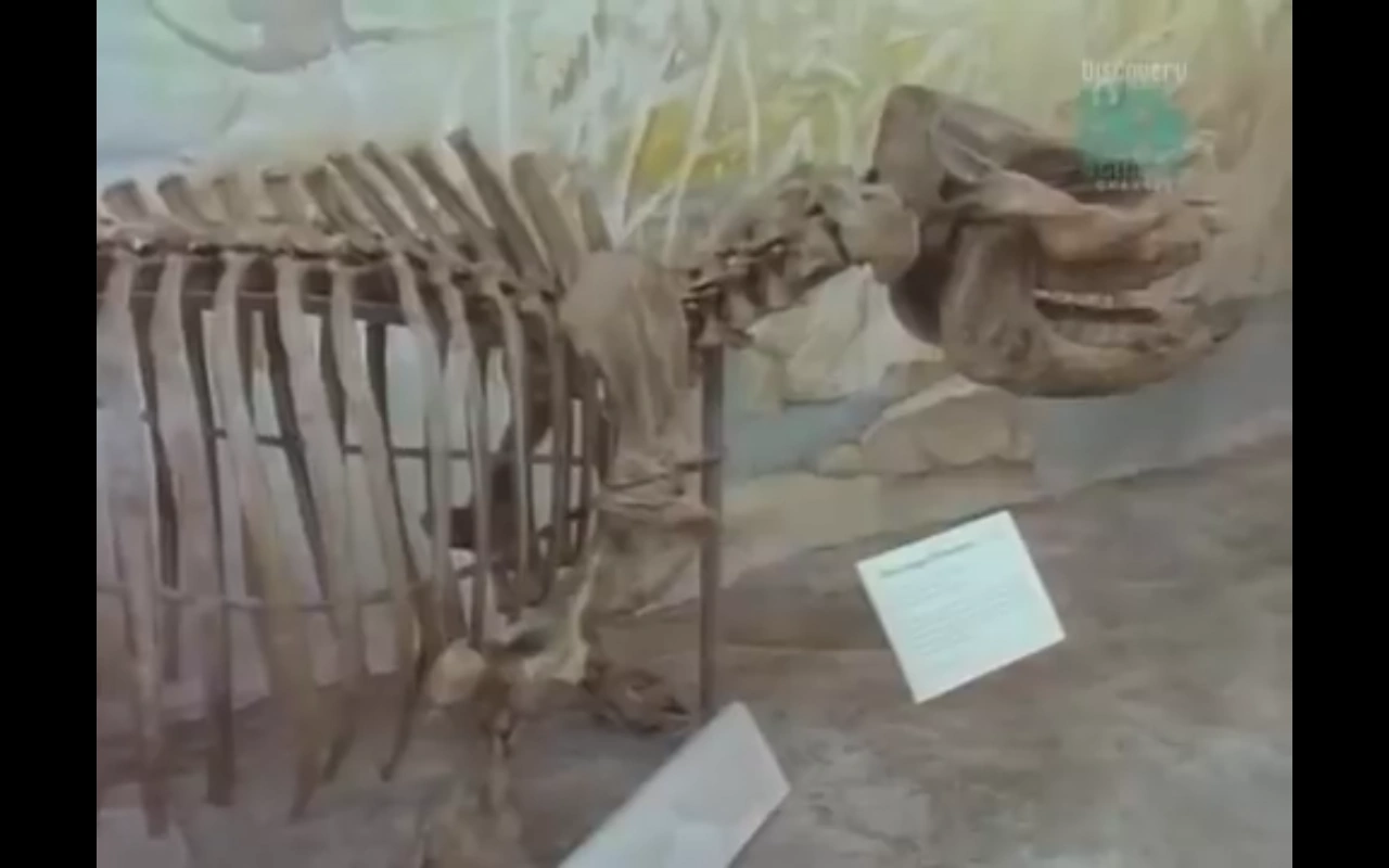 Teleoceras | Dinopedia | FANDOM powered by Wikia