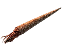 Image - Cameroceras.pptx.png | Dinopedia | FANDOM powered by Wikia