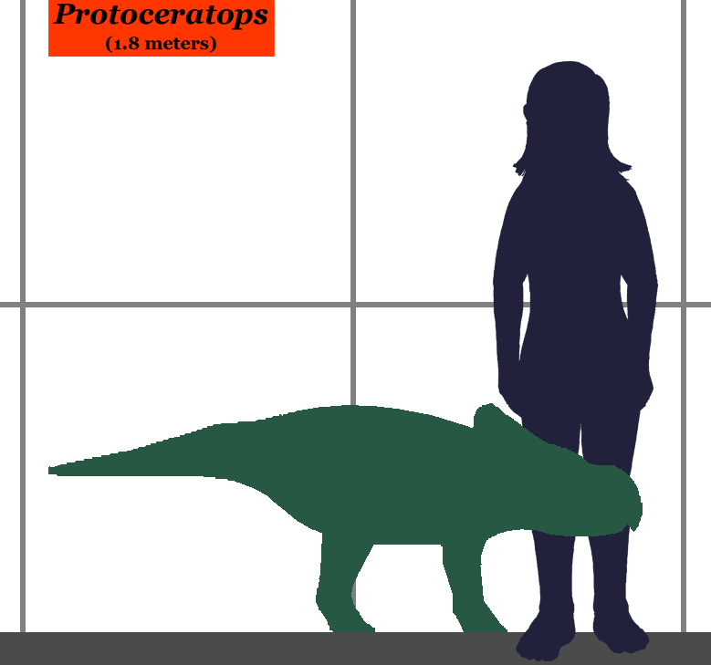 Image Protoceratops Human Size Dinopedia Fandom Powered By Wikia