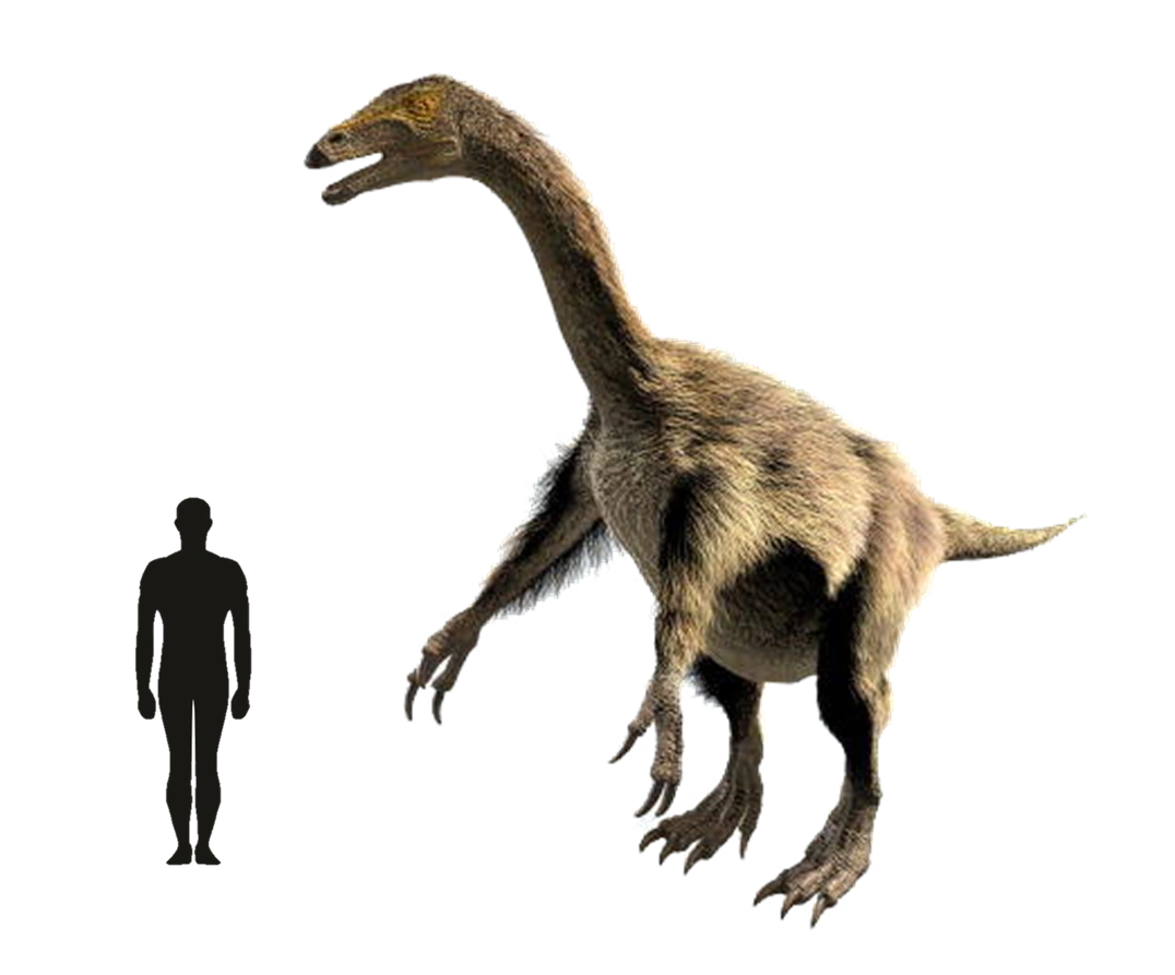 Image - Nothronychus Size Comparison.png | Dinopedia | FANDOM powered ...