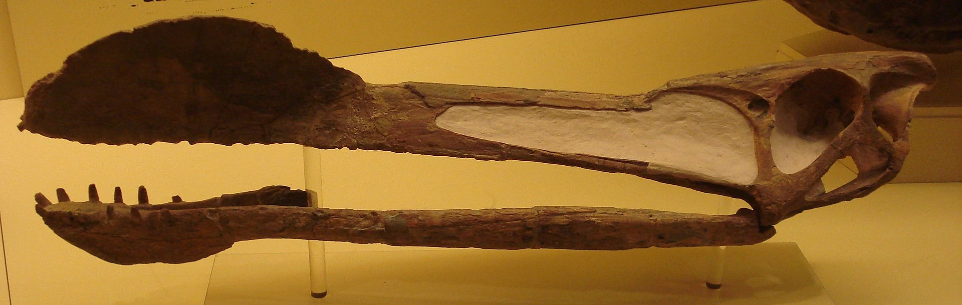 Criorhynchus | Dinopedia | Fandom