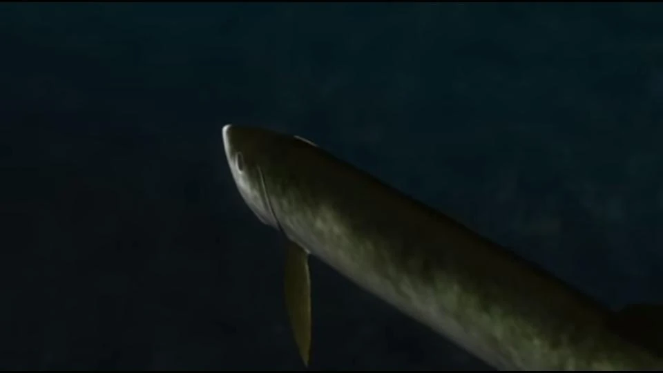 Gillicus | Dinopedia | Fandom