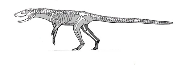 Dromicosuchus | Dinopedia | FANDOM powered by Wikia