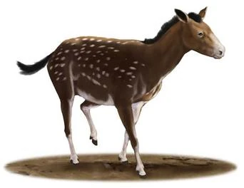 Mesohippus | Dinopedia | Fandom