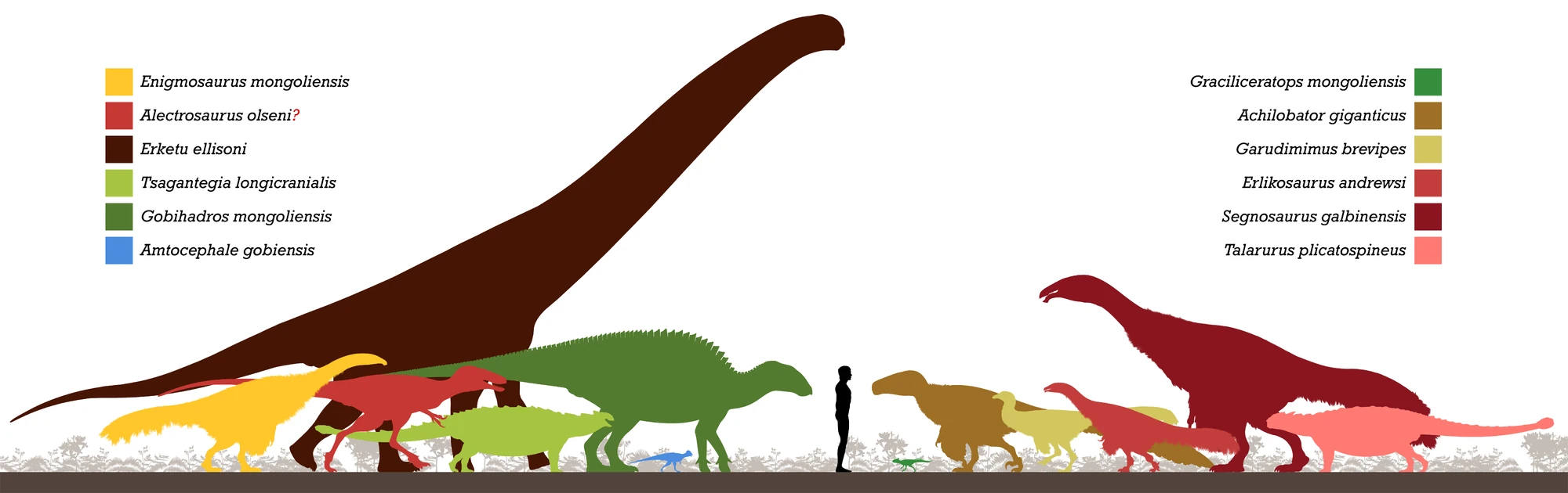 Graciliceratops | Dinopedia | Fandom