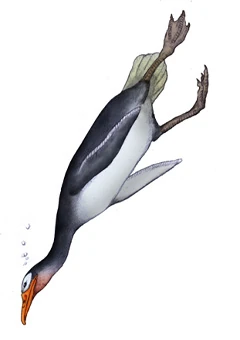 Copepteryx | Dinopedia | FANDOM powered by Wikia