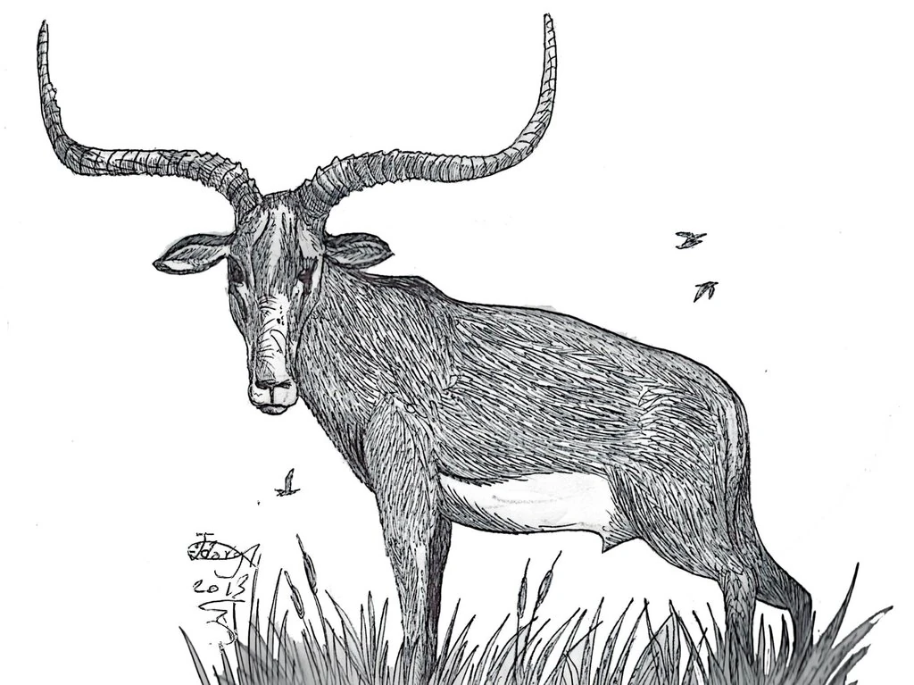 Megalotragus | Dinopedia | Fandom