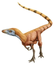 Sinosauropteryx | Dinopedia | FANDOM powered by Wikia